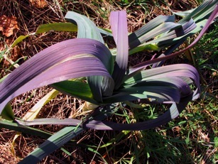 Allium: onion, leek, scallion