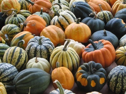 Cucurbits: fall squash