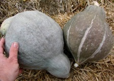 Cucurbits: fall squash