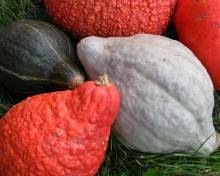 Cucurbits: fall squash