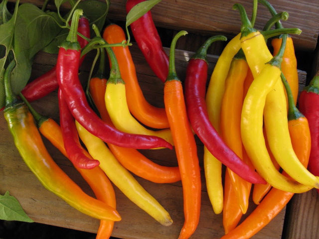 Long Island Seed Project