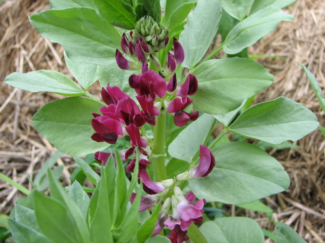 Untitled Document [www.liseed.org]