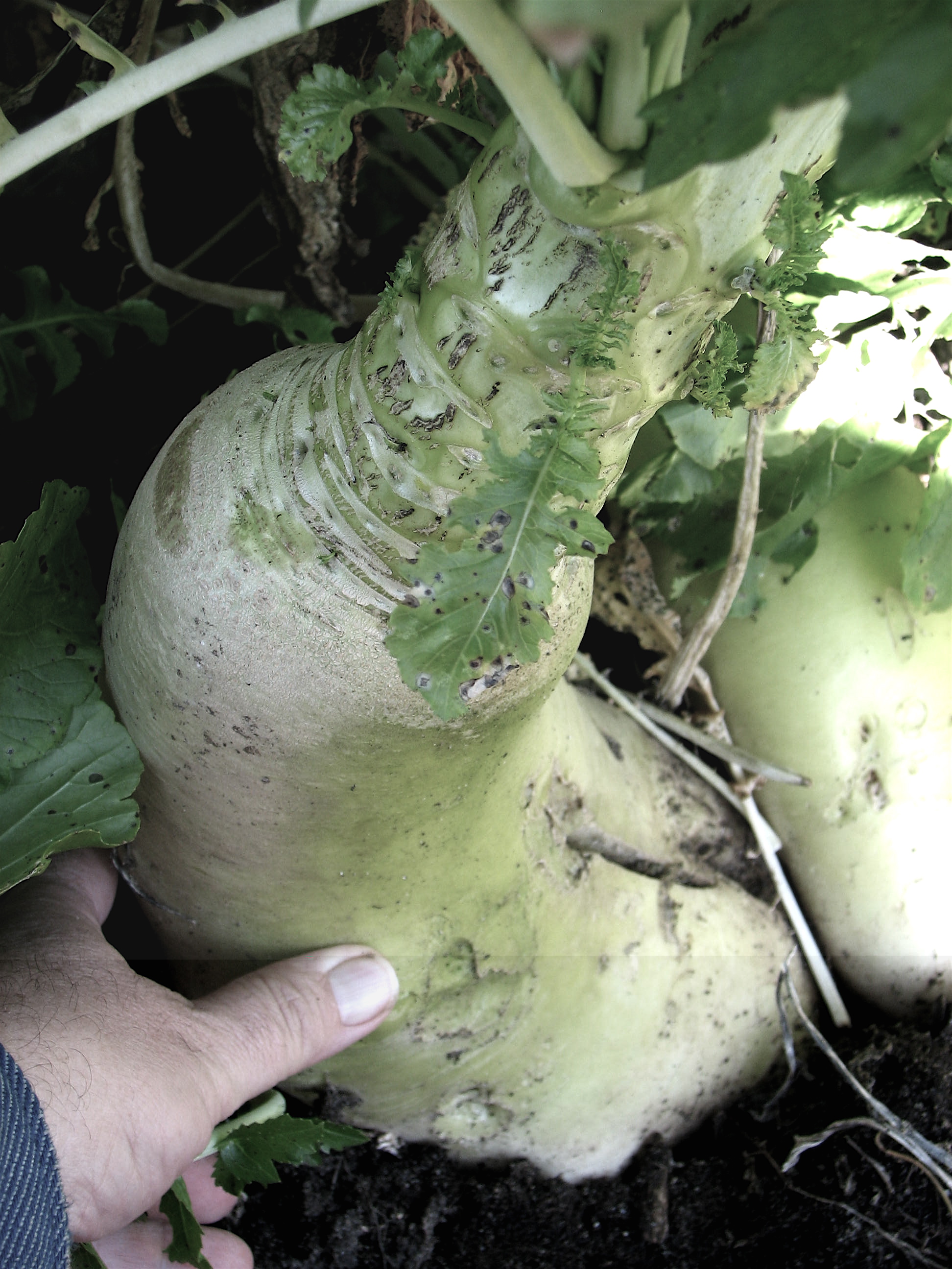 Long Island Seed Project