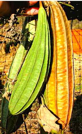 Long Island Seed Project