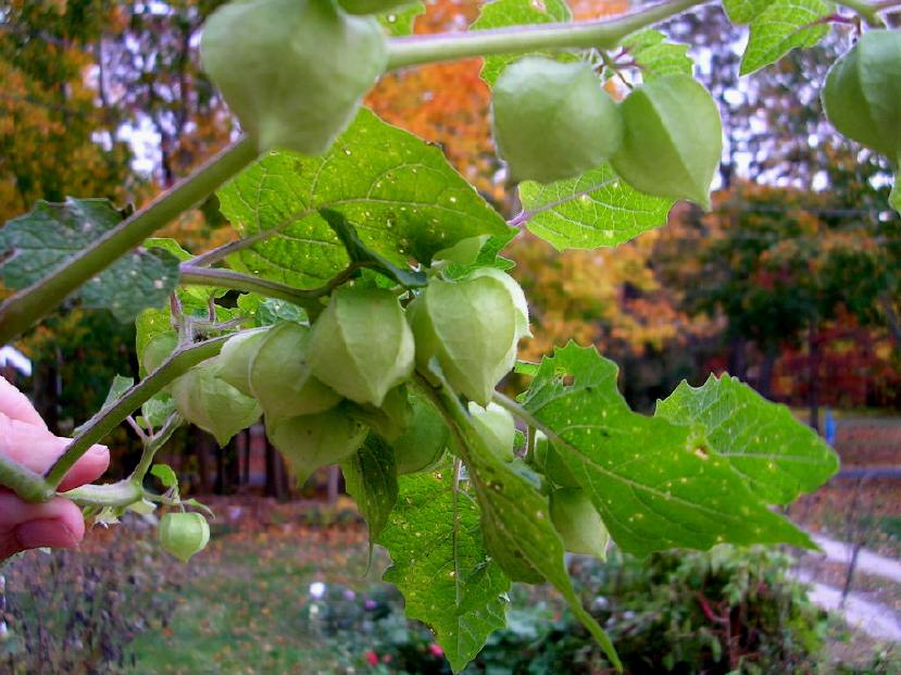 Untitled Document [www.liseed.org]