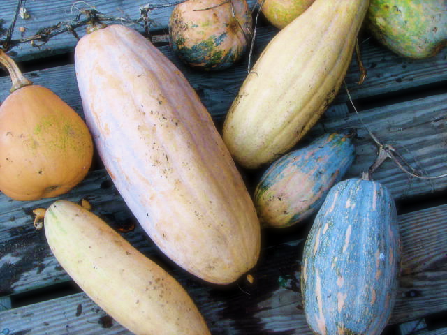 Long Island Seed Project/Long Island Cheese